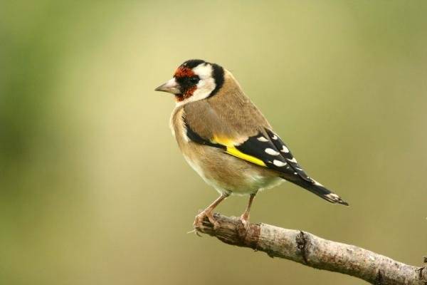 El Parlament aprova una norma que provocarà la mort de 60.000 aus